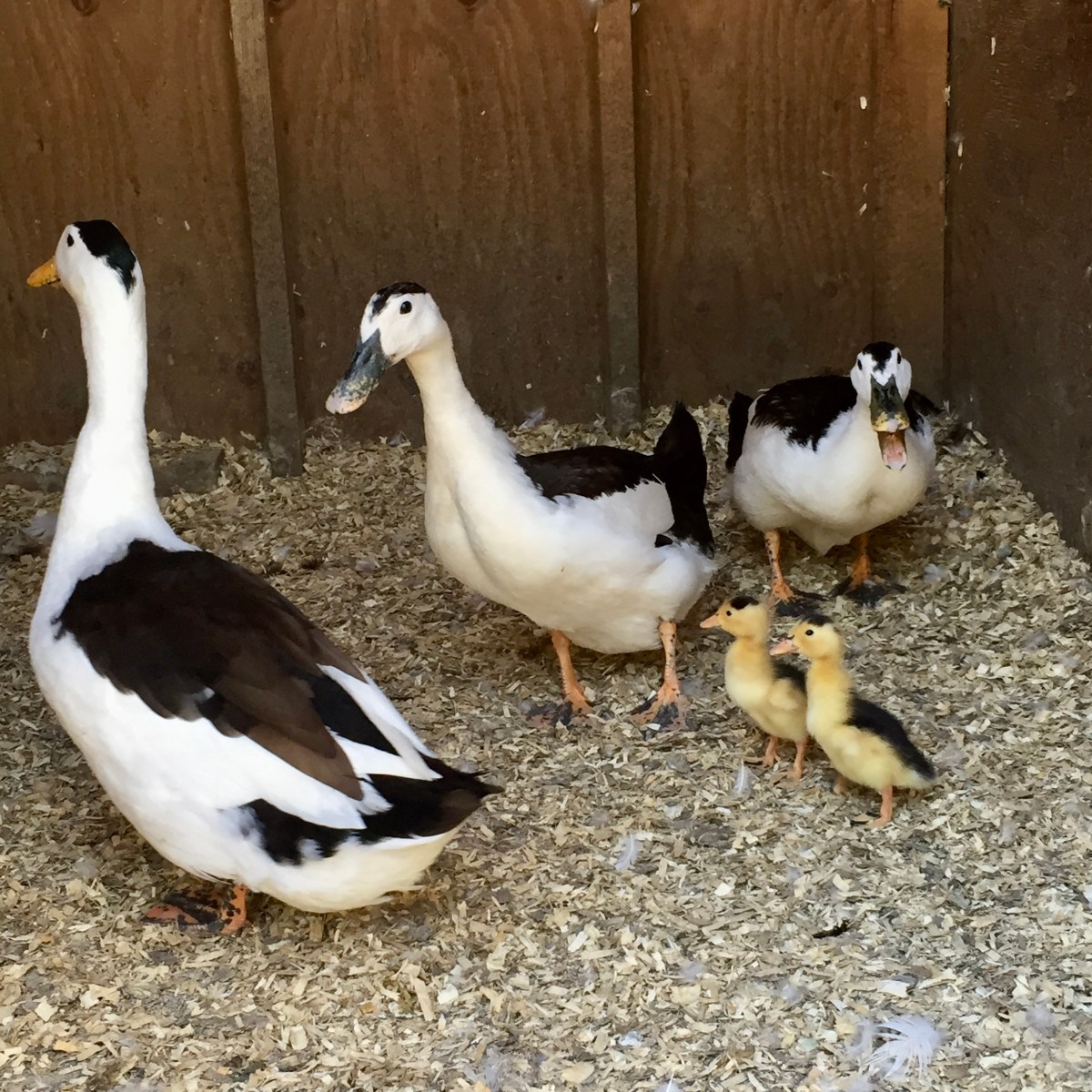 Magpie Ducks – Poultry Pages