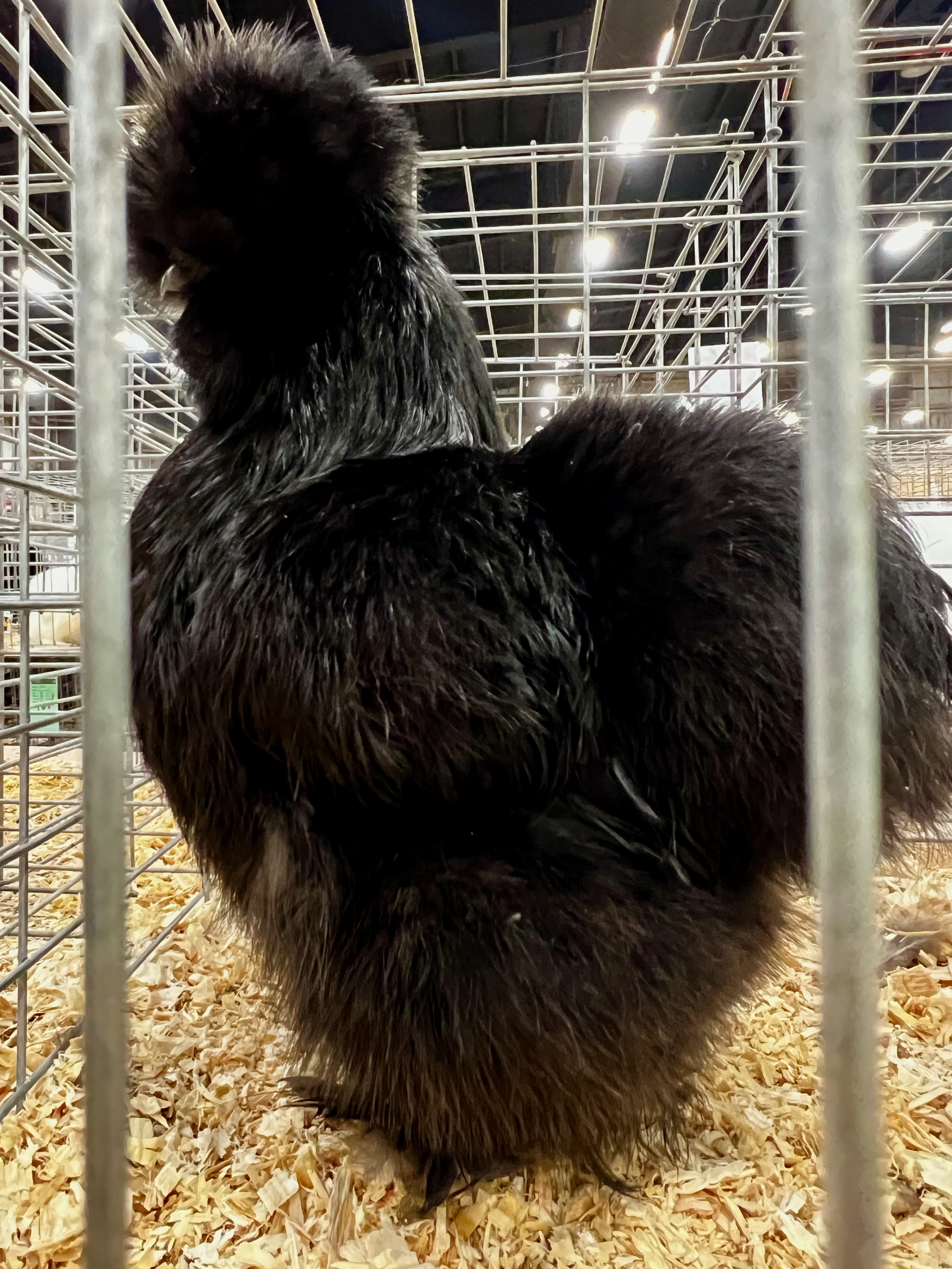 Silkie – Poultry Pages